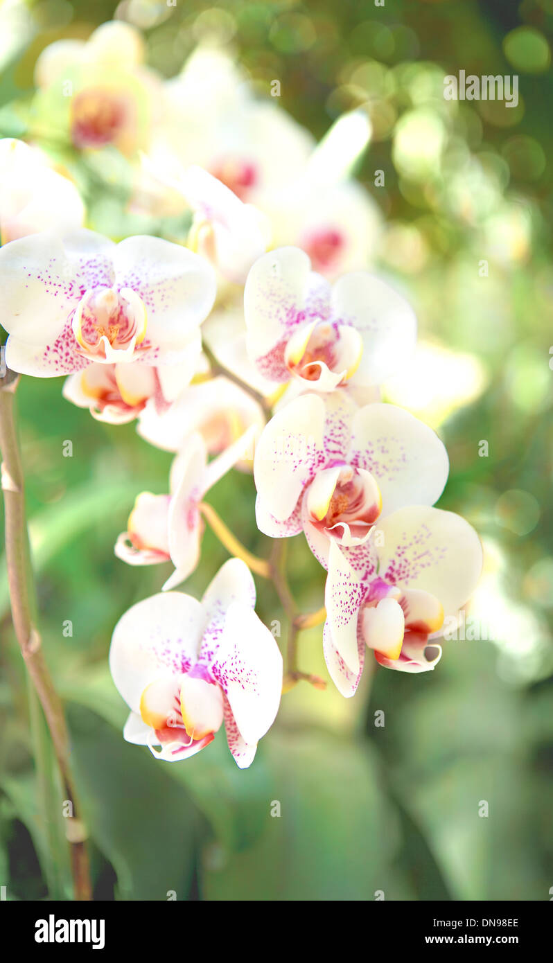 Natural daylight flower closeup Stock Photo - Alamy