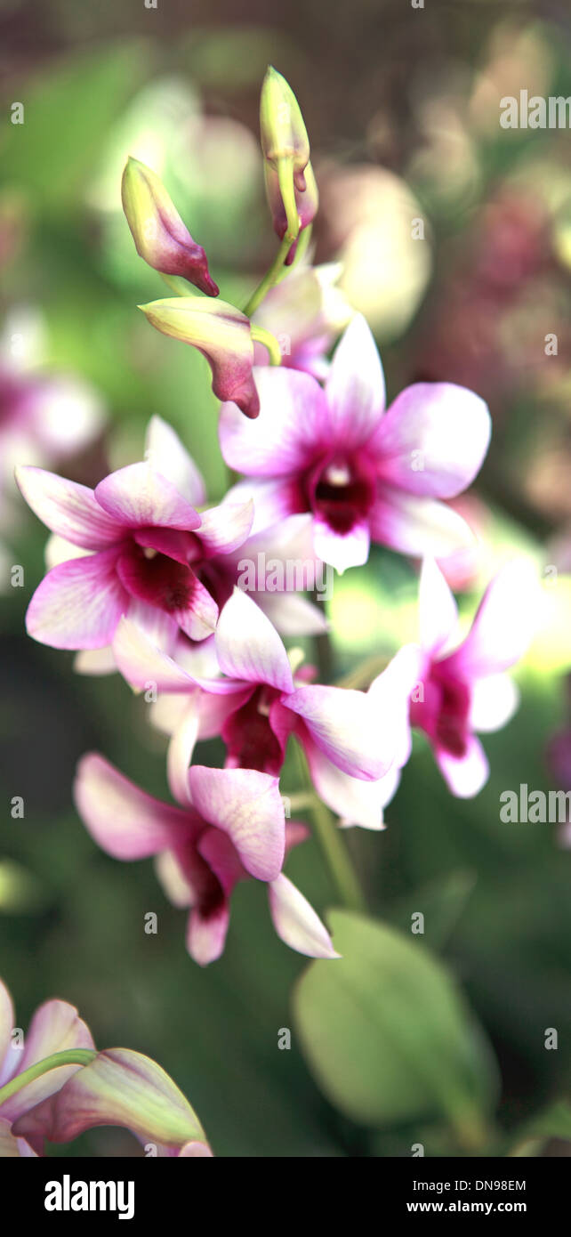Daylight flower hi-res stock photography and images - Alamy
