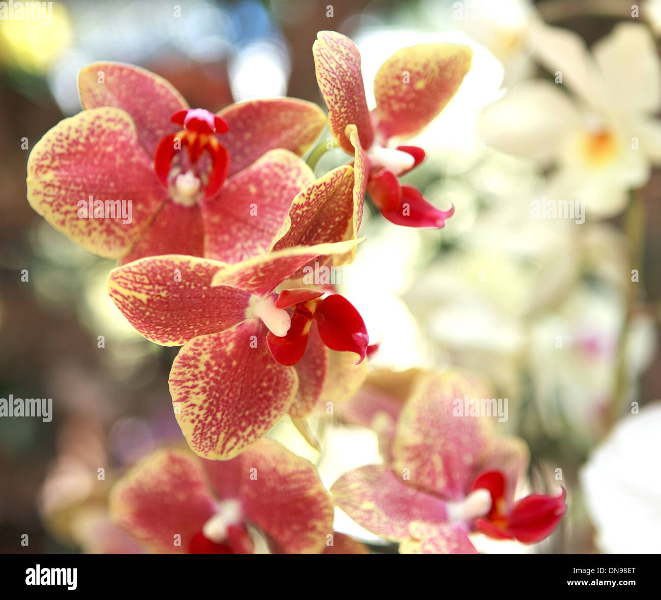 Natural daylight flower closeup Stock Photo - Alamy