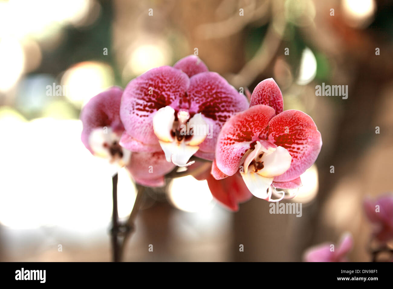 Natural daylight hi-res stock photography and images - Alamy