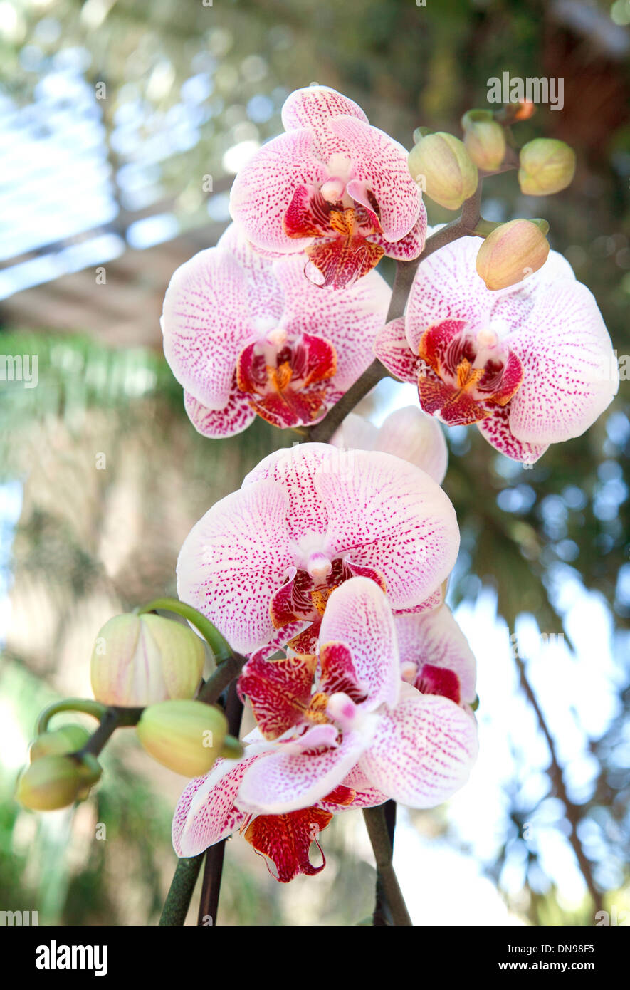 Natural daylight flower closeup Stock Photo - Alamy