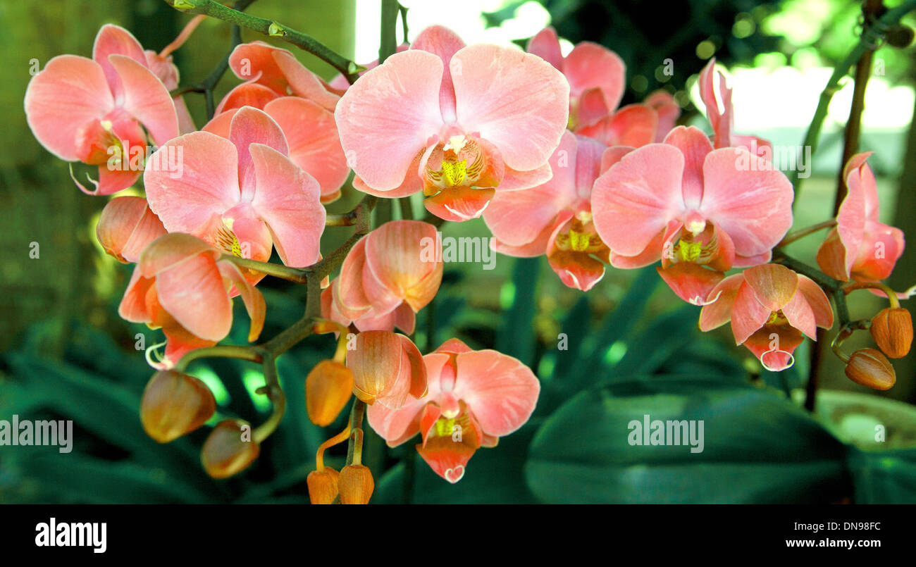 Natural daylight flower closeup Stock Photo - Alamy