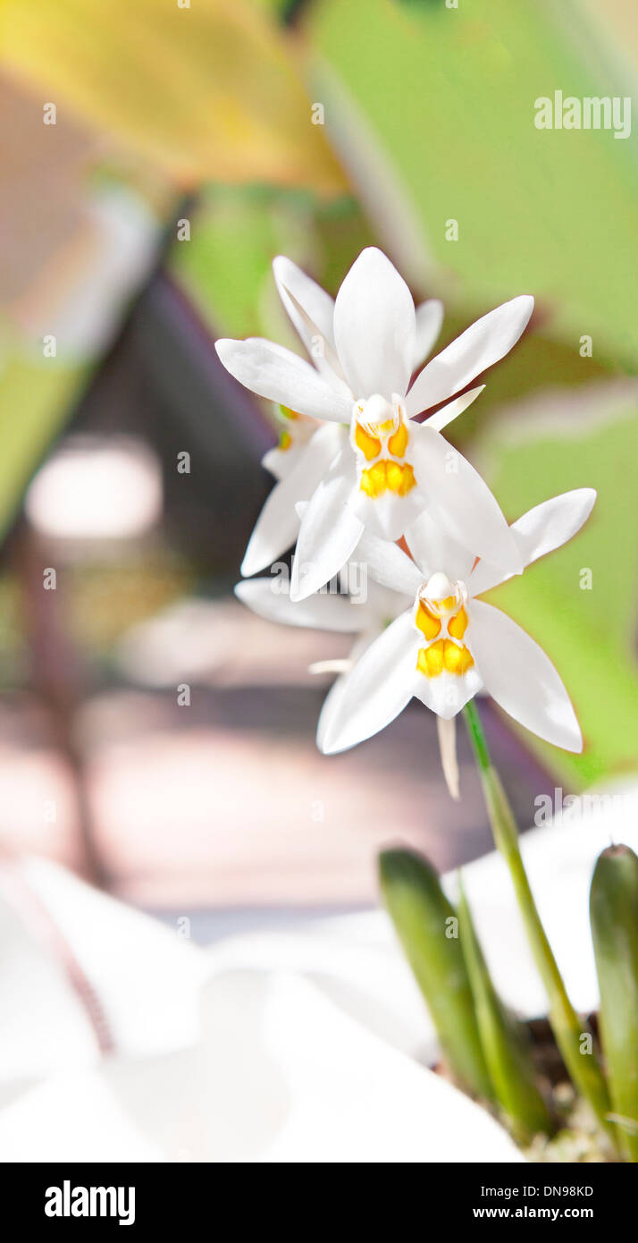 Natural daylight flower closeup Stock Photo - Alamy