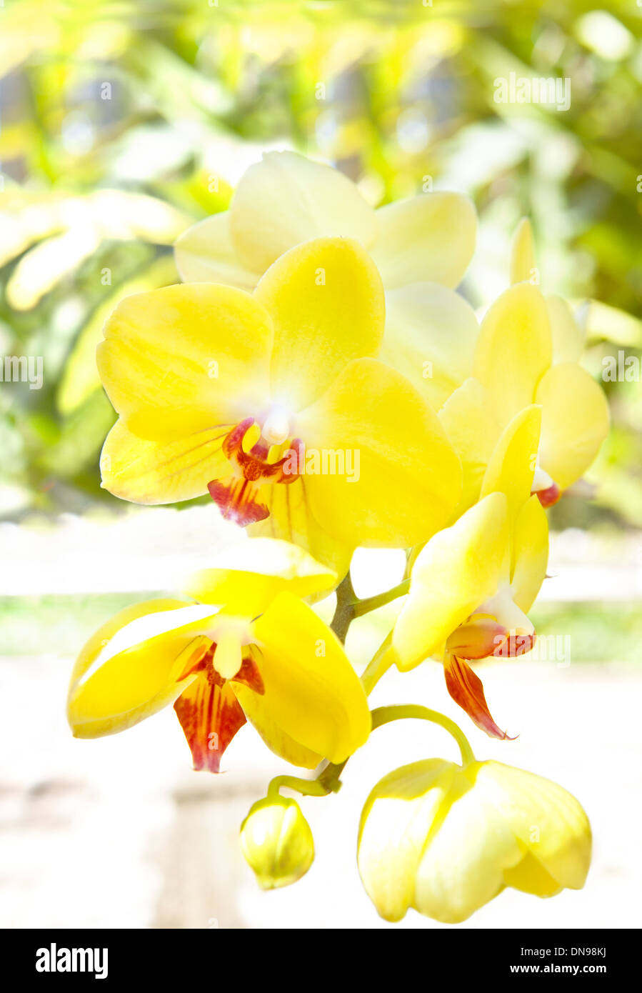 Natural daylight flower closeup Stock Photo - Alamy