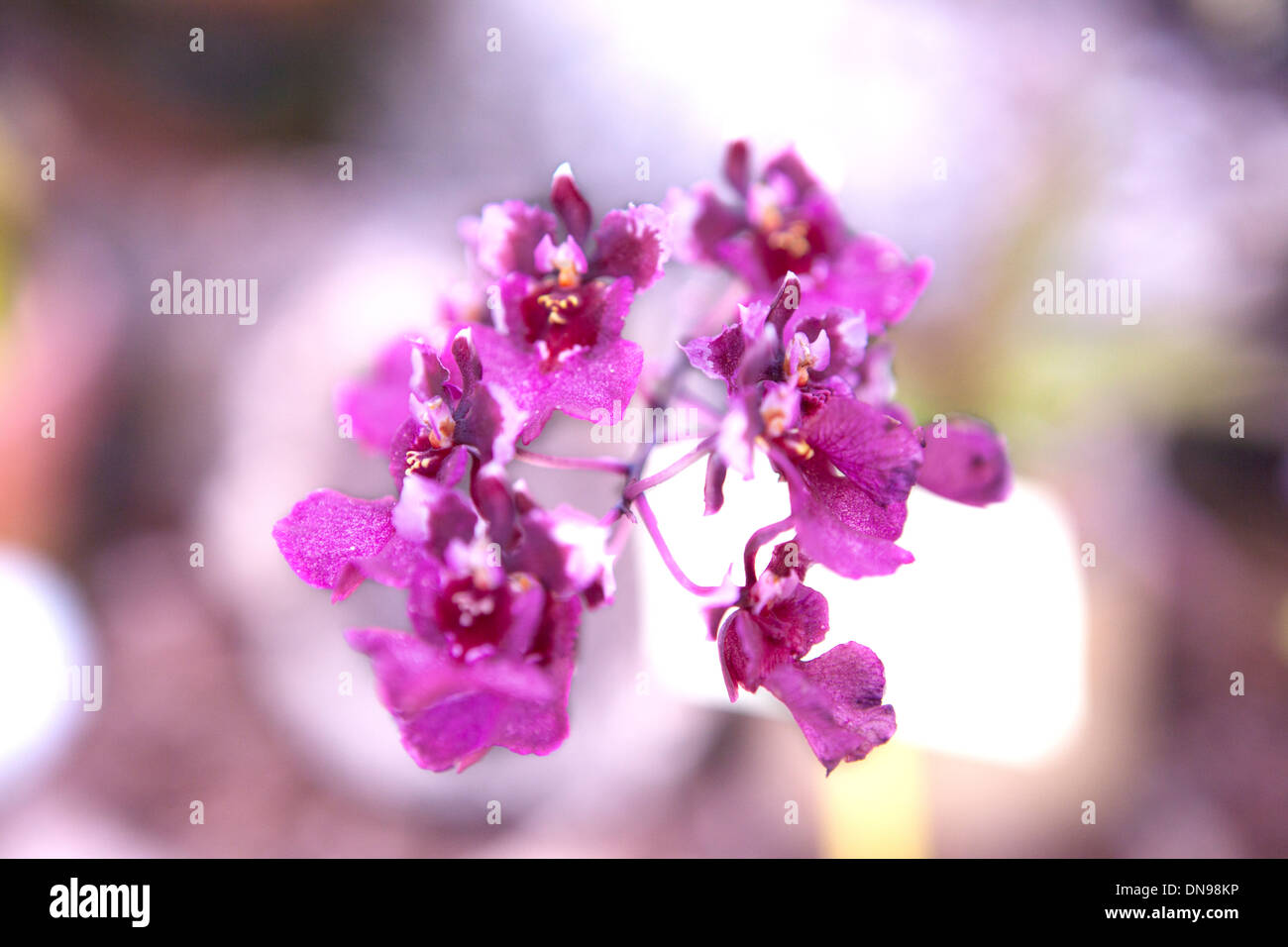 Natural daylight flower closeup Stock Photo - Alamy