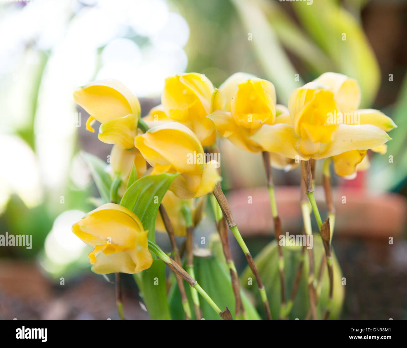 Natural daylight flower closeup Stock Photo - Alamy