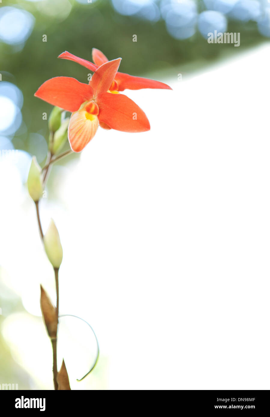 Natural daylight flower closeup Stock Photo - Alamy