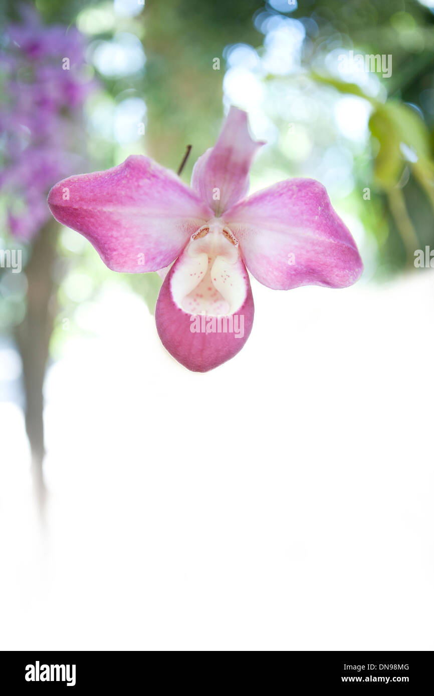 Natural daylight flower closeup Stock Photo - Alamy