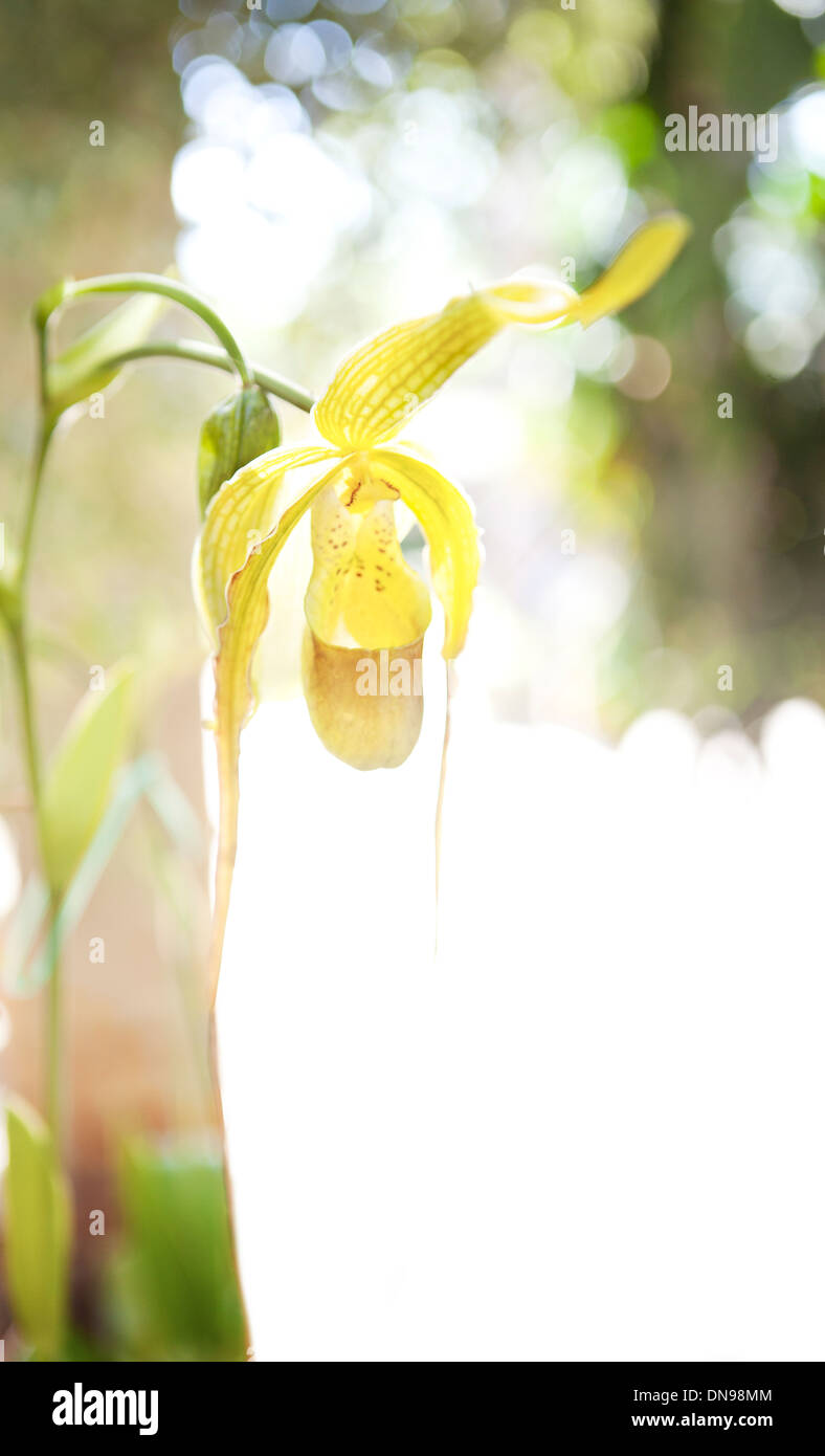 Natural daylight flower closeup Stock Photo - Alamy