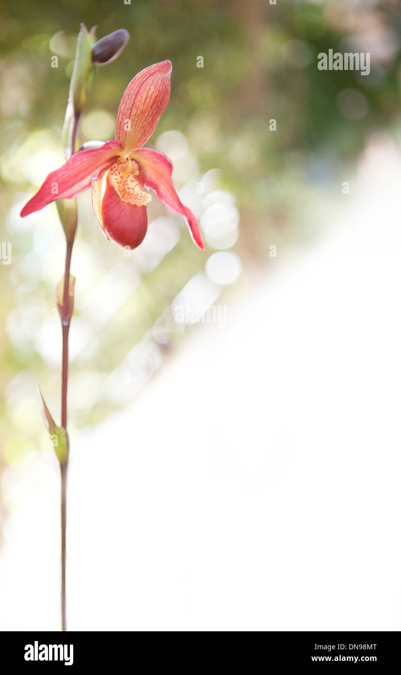 Natural daylight flower closeup Stock Photo - Alamy