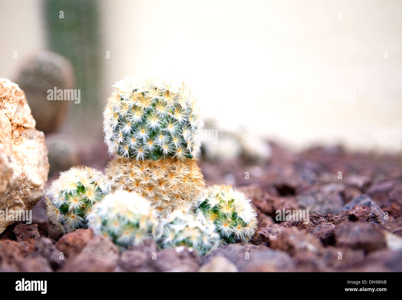 Cactus and dry earth hi-res stock photography and images - Alamy