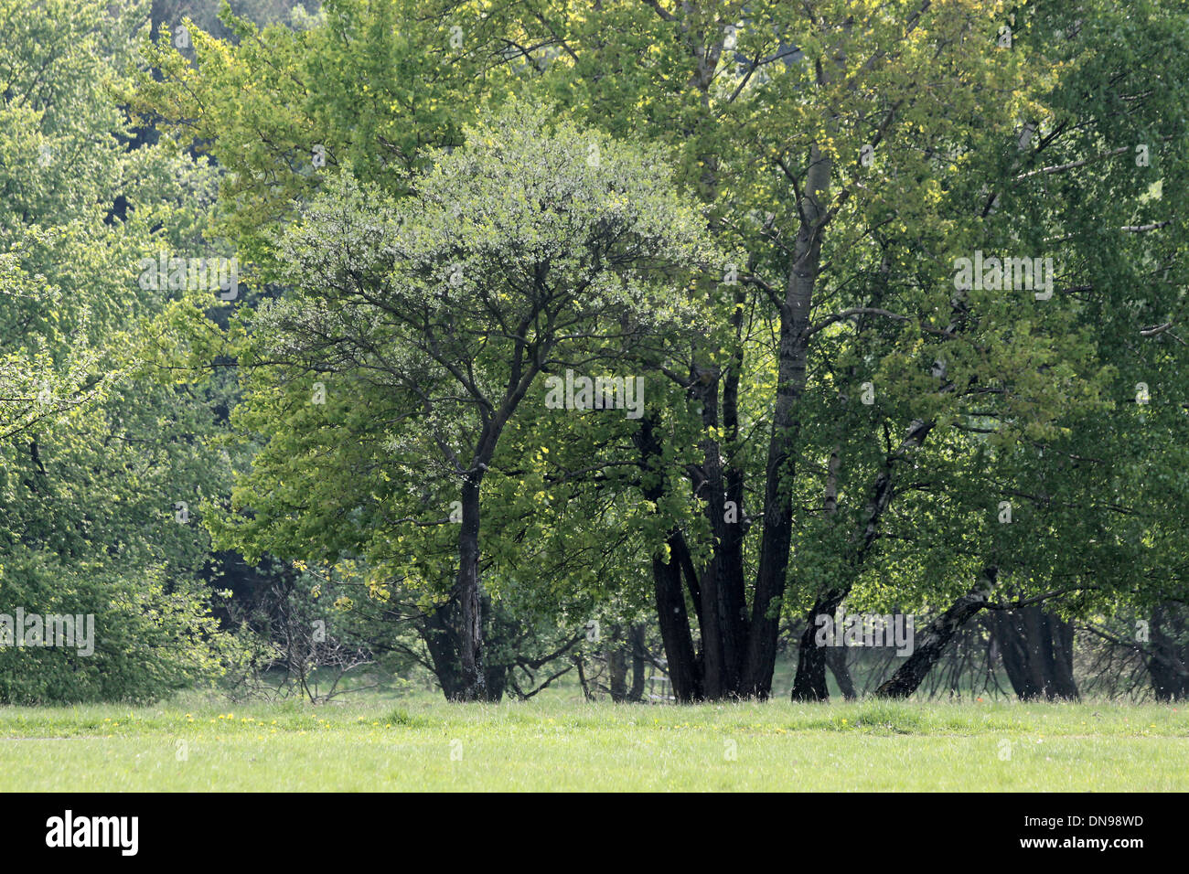 Spring time trees hi-res stock photography and images - Alamy