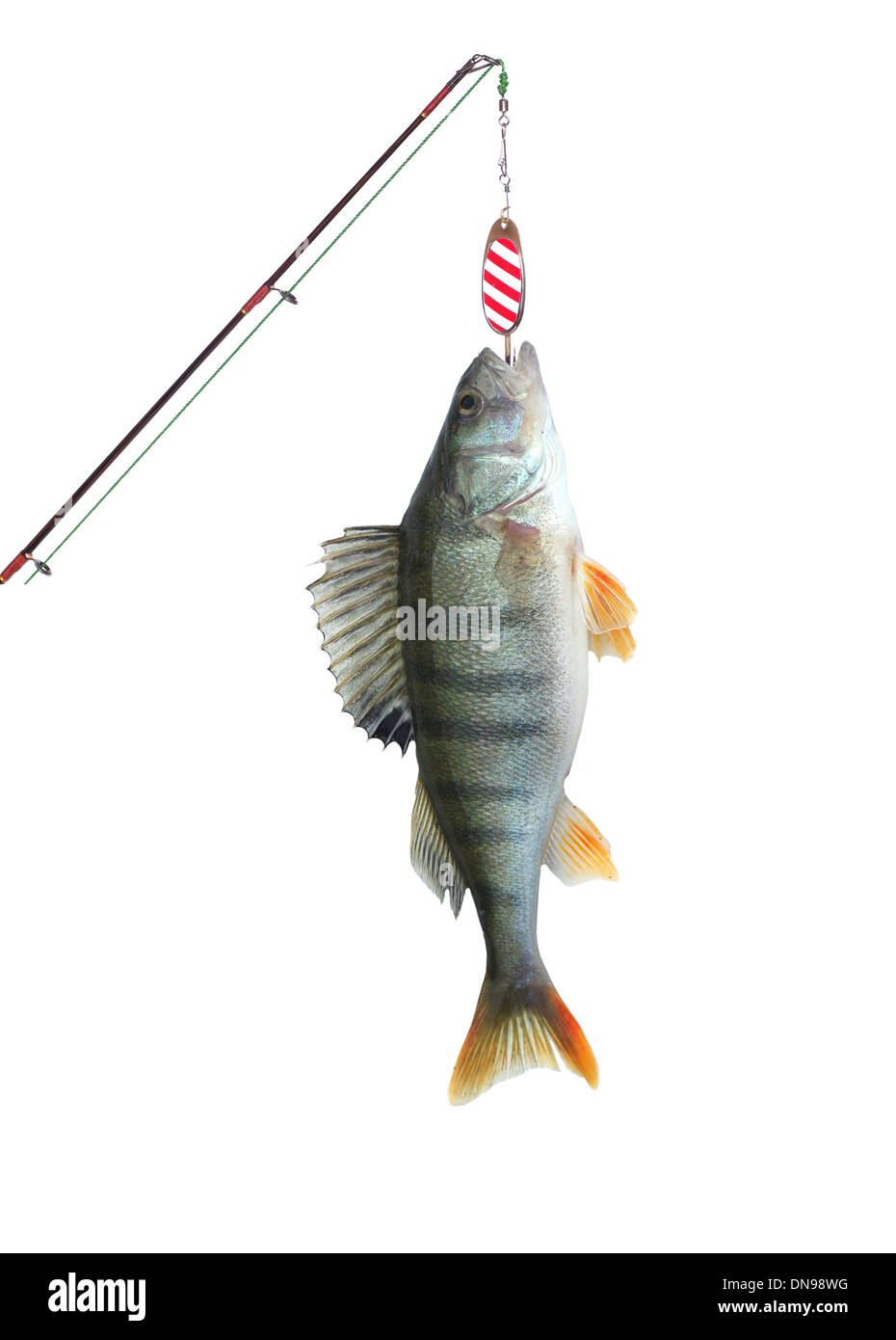 What Type Of Rod For Perch Fishing at Nadine Boeding blog