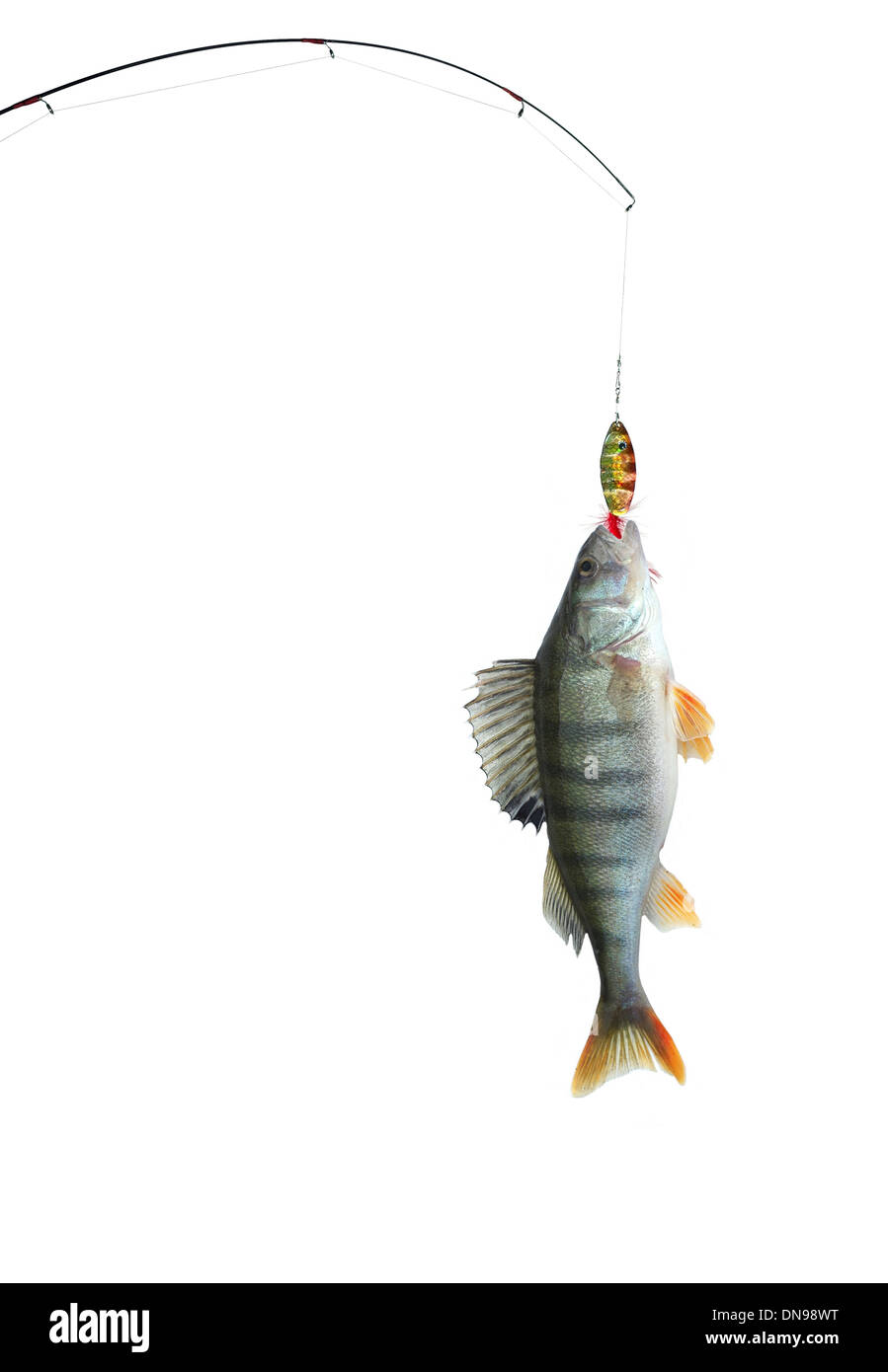 the perch on fishing-rod on white background Stock Photo - Alamy