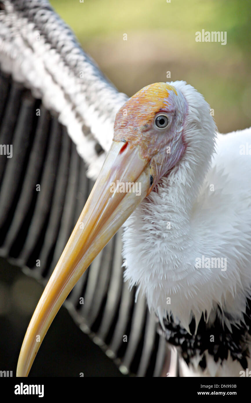 Side of the Stork's and Overlooking it long mouth Stock Photo - Alamy
