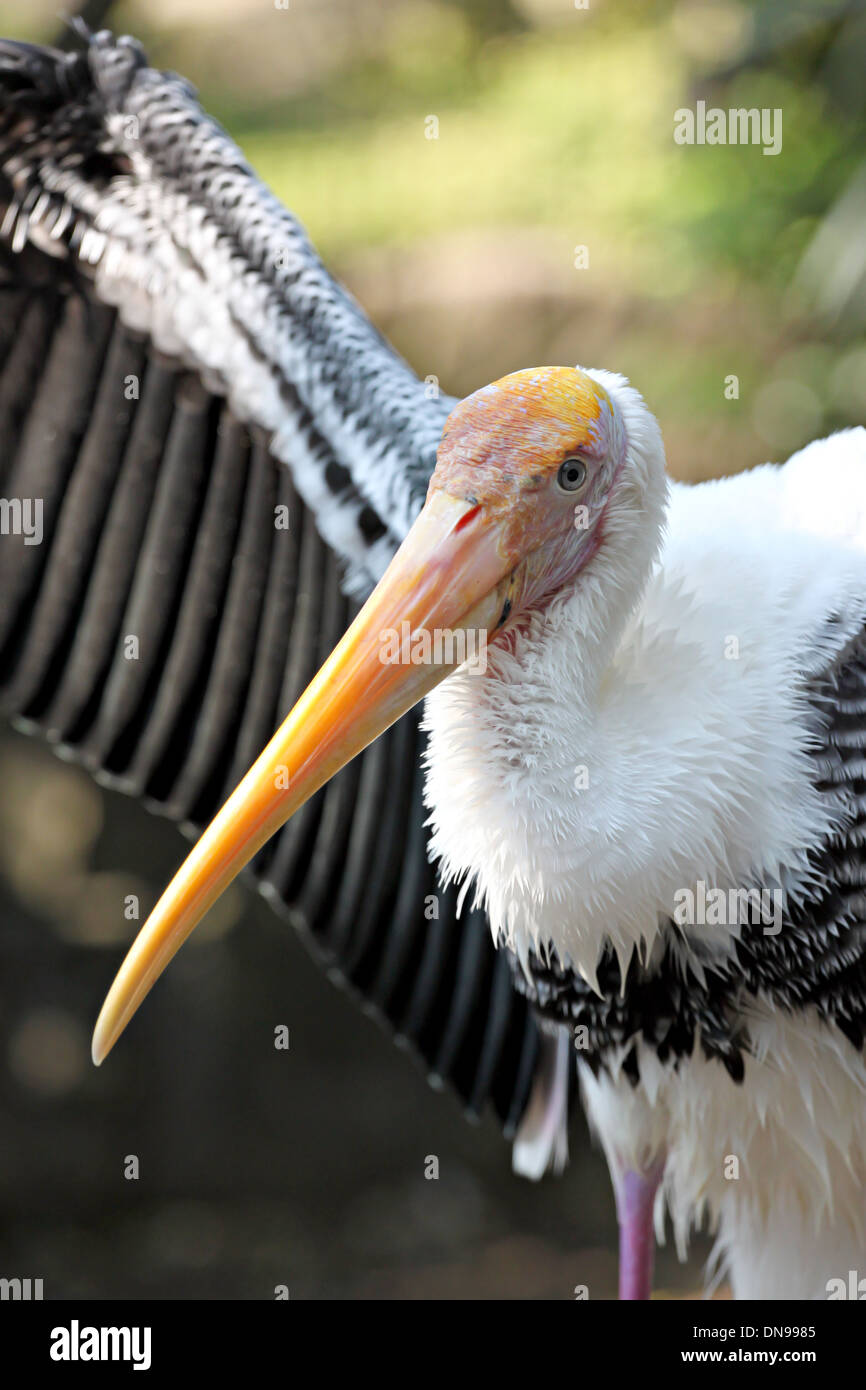Side of the Stork's and Overlooking it long mouth Stock Photo - Alamy