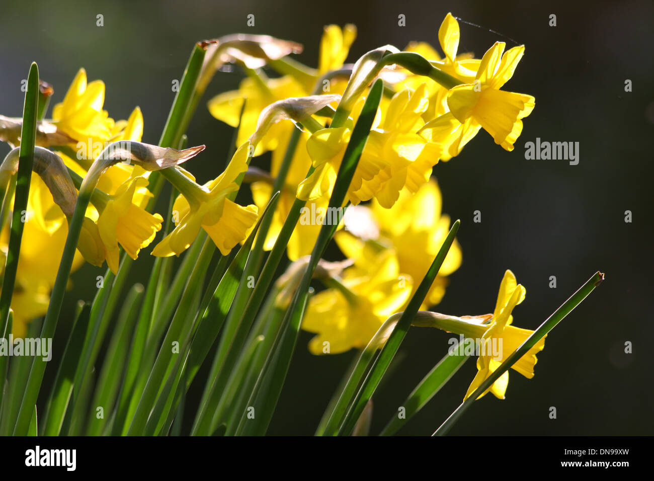 Daffodils on green field in spring time Stock Photo - Alamy