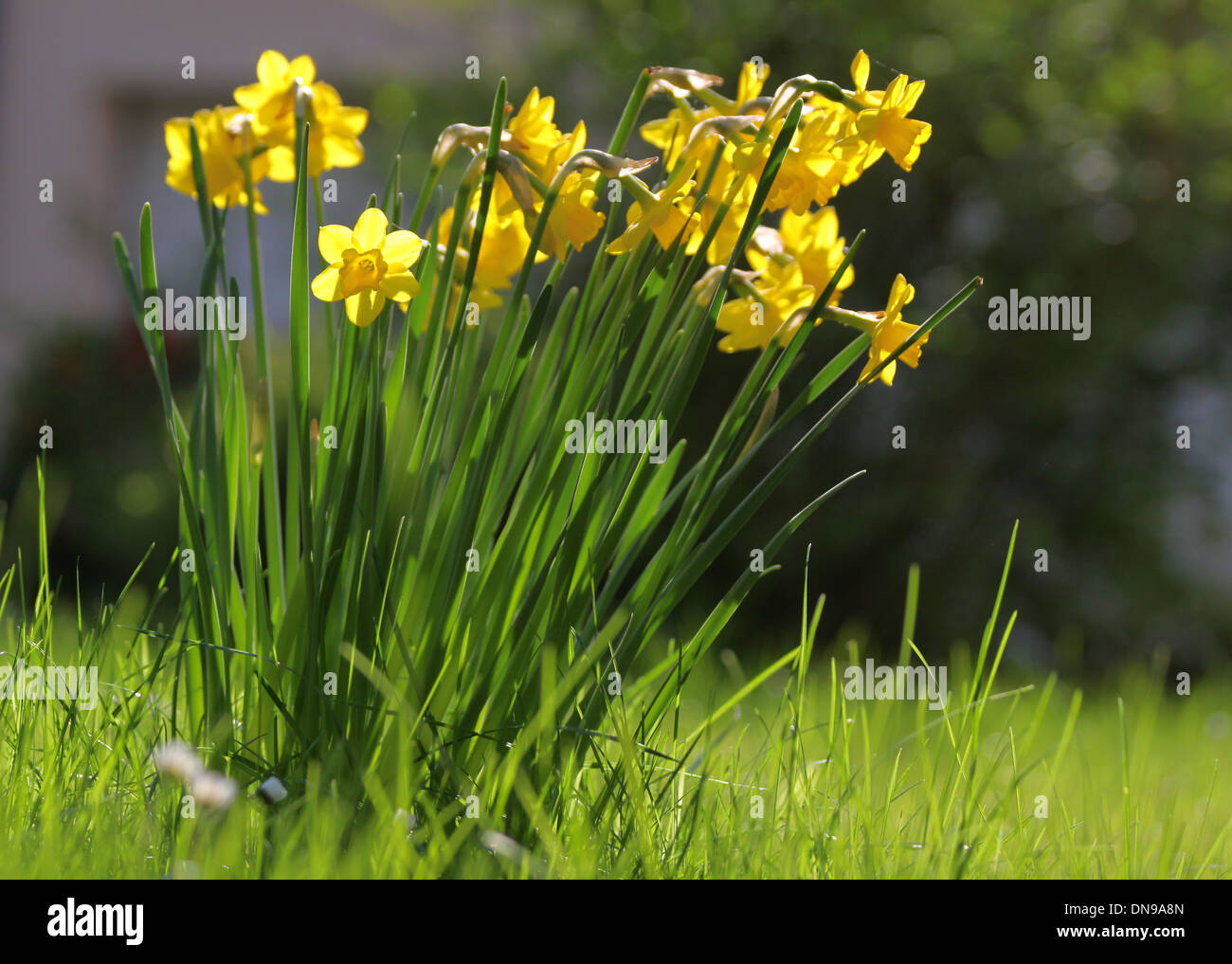 Daffodils on green field in spring time Stock Photo - Alamy
