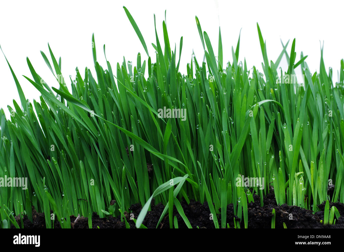 dewy green grass on white background Stock Photo - Alamy