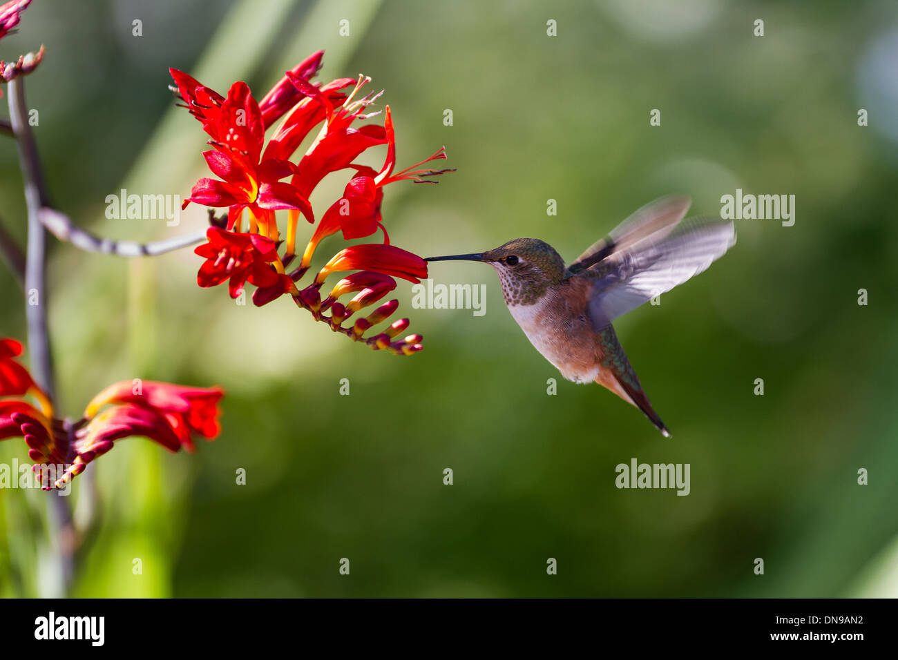 Red and green hummingbird hi-res stock photography and images - Alamy