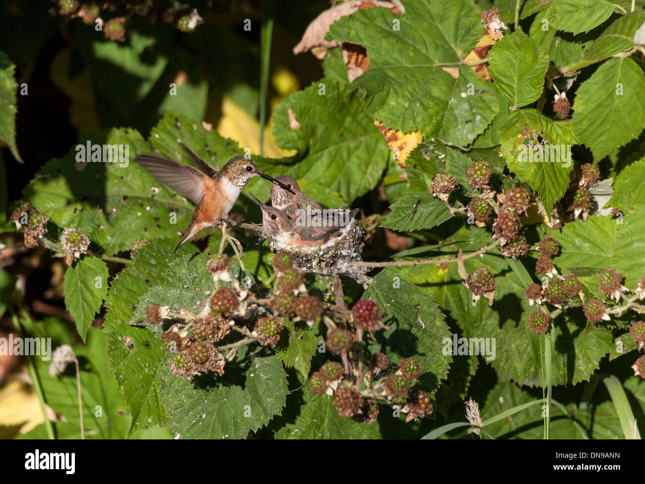 Young Rufous Hummingbird and nest Stock Photo - Alamy