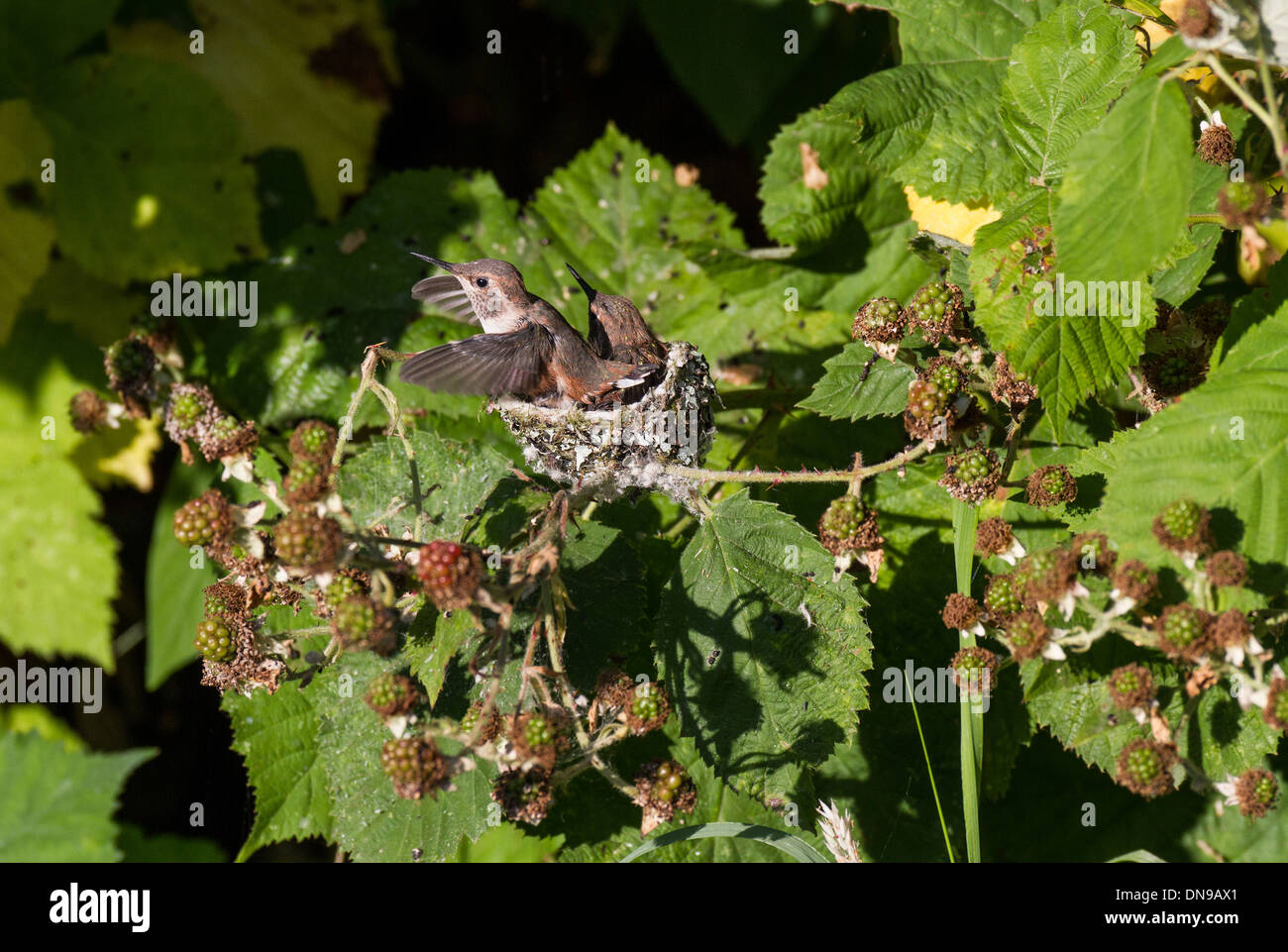 Young Rufous Hummingbird and nest Stock Photo - Alamy