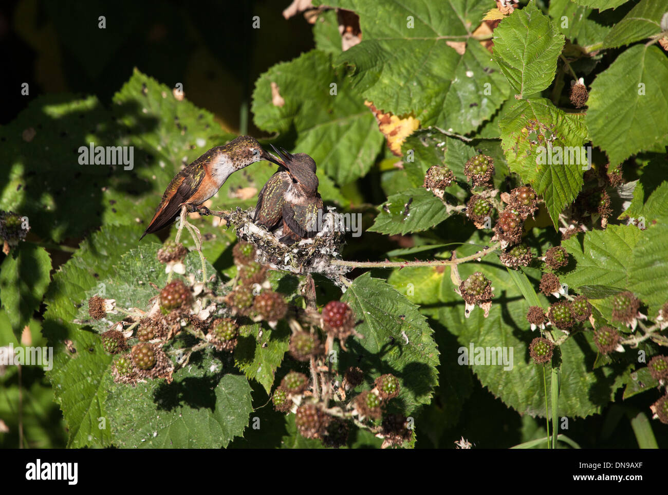 Young Rufous Hummingbird and nest Stock Photo - Alamy