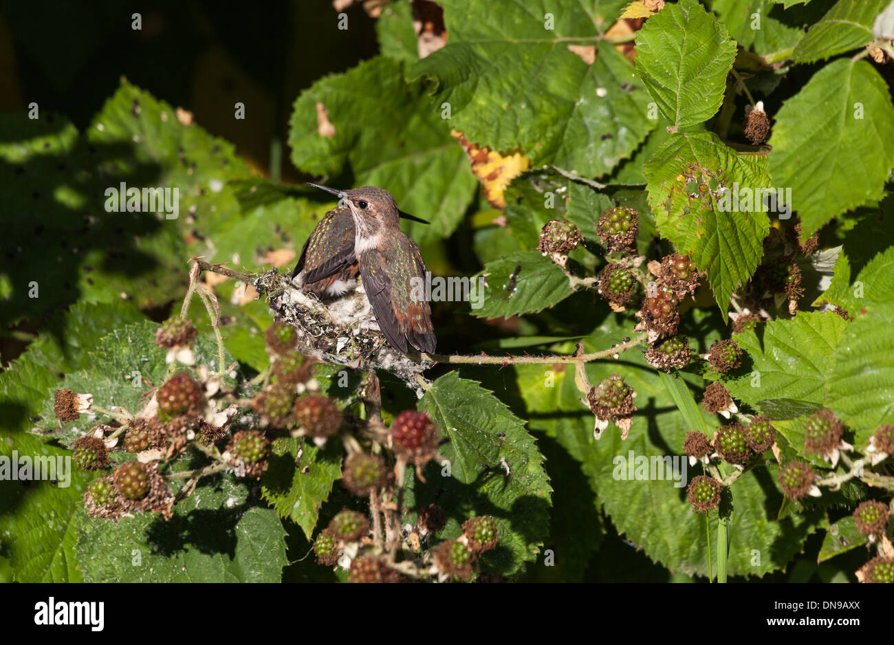 Young Rufous Hummingbird and nest Stock Photo - Alamy