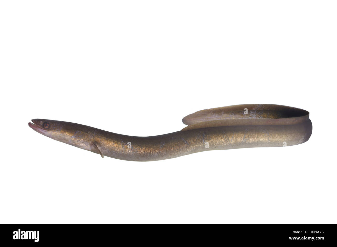 long eel on a white background Stock Photo - Alamy