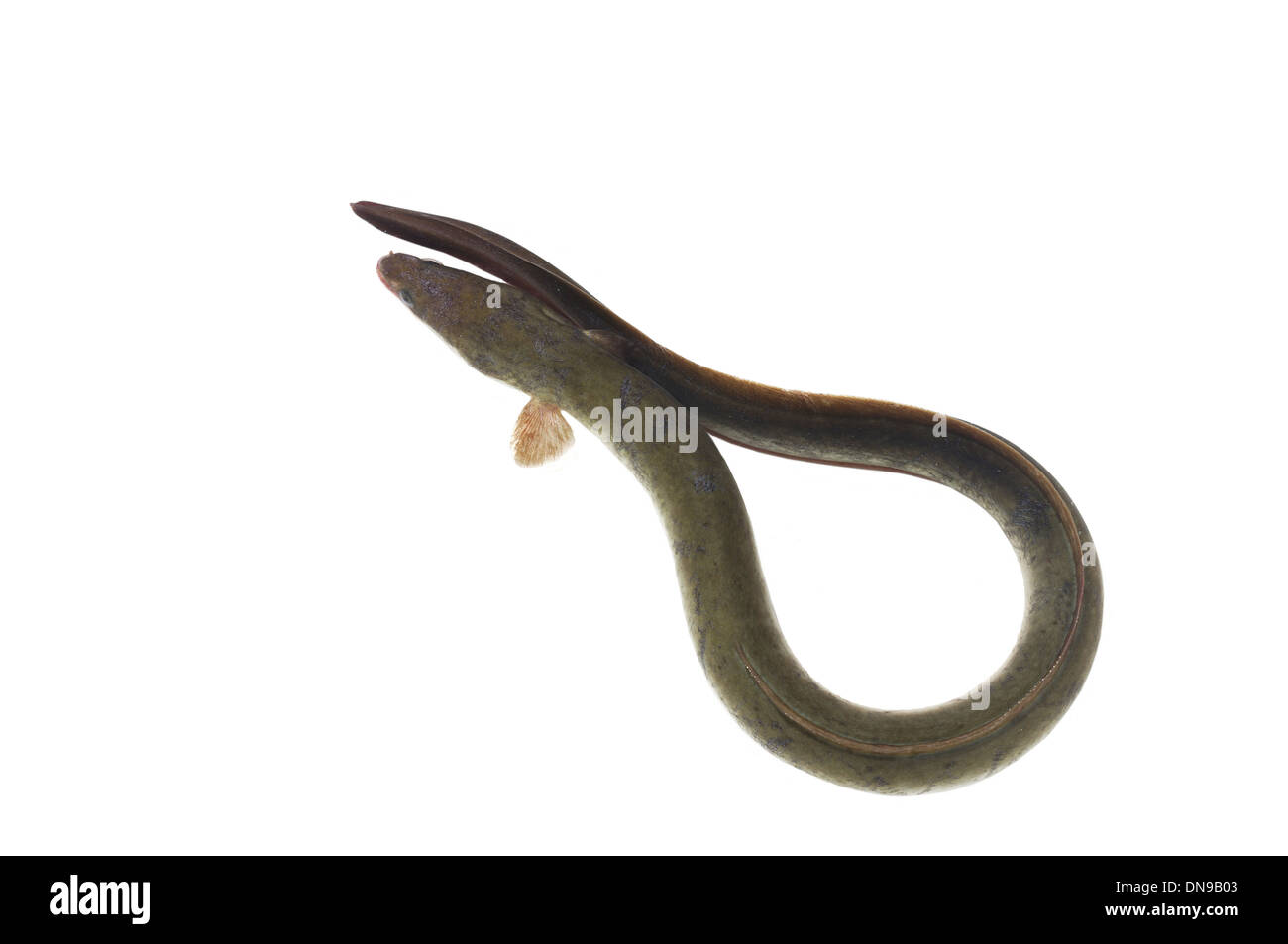 Eel fish silhouette Cut Out Stock Images & Pictures - Alamy