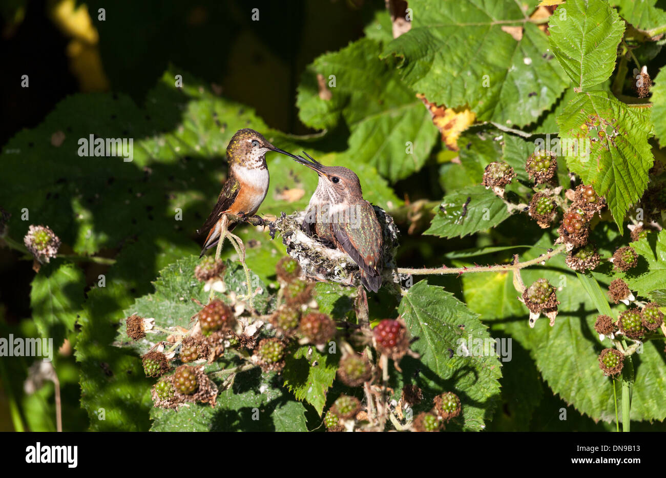 Young Rufous Hummingbird and nest Stock Photo - Alamy