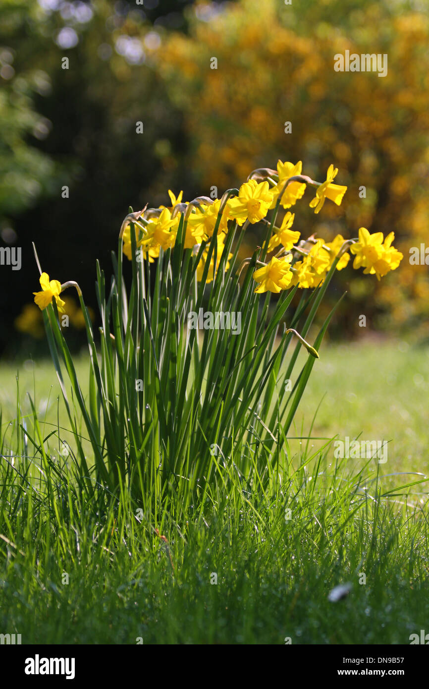 Spring bulb lawn hi-res stock photography and images - Alamy