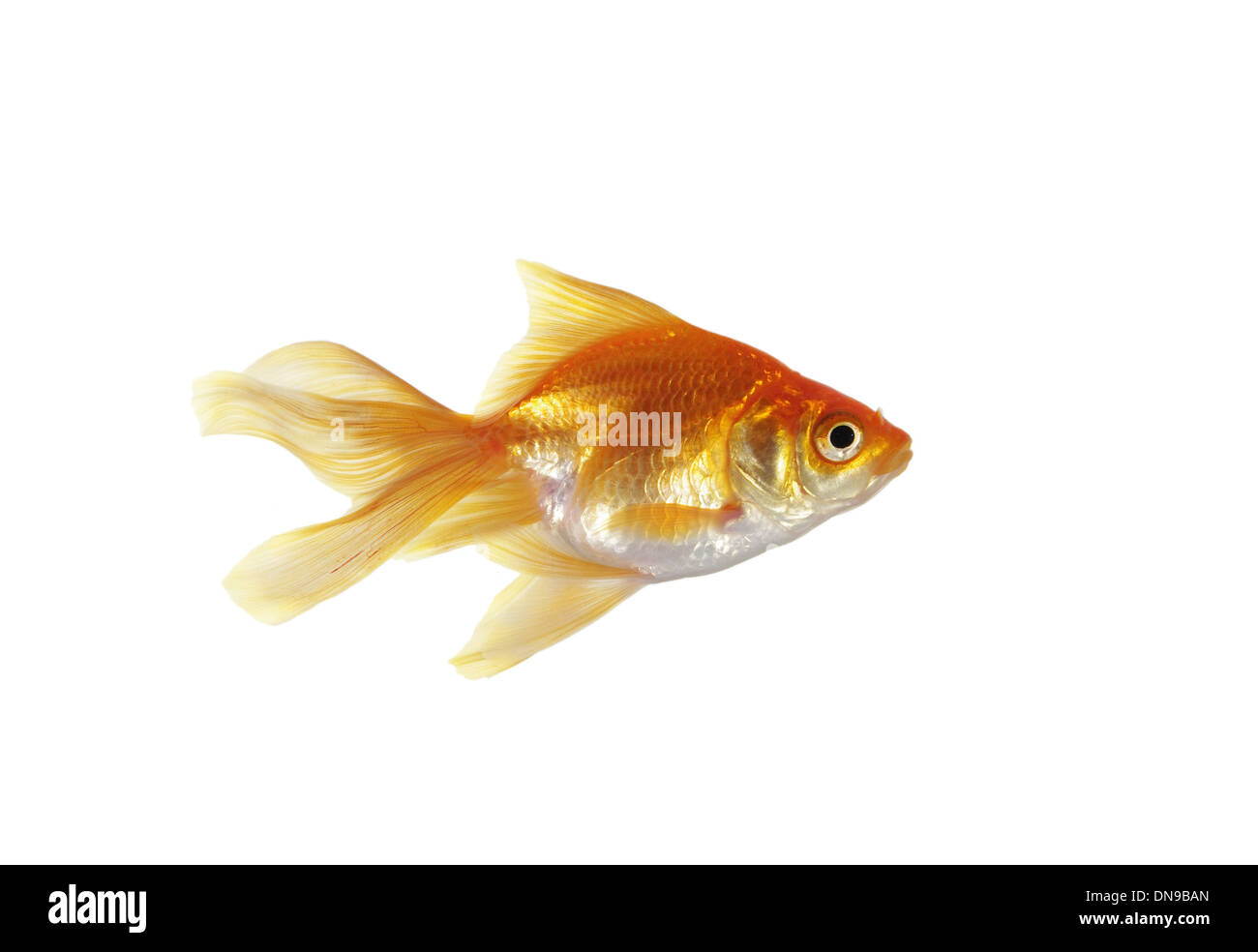 gold fish on a white background Stock Photo - Alamy