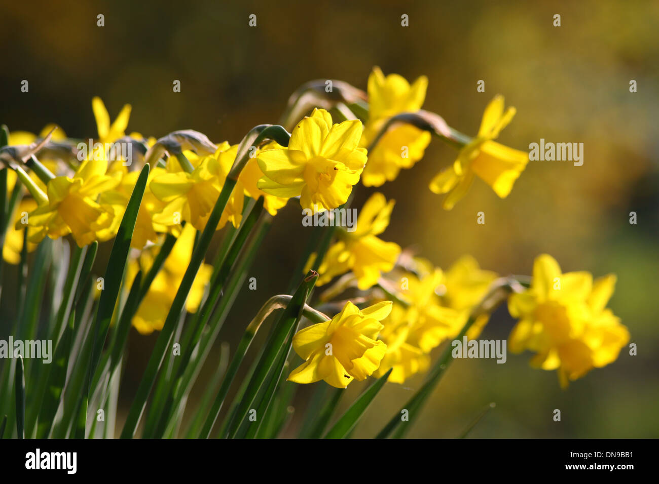 Daffodils growing in grass hi-res stock photography and images - Alamy