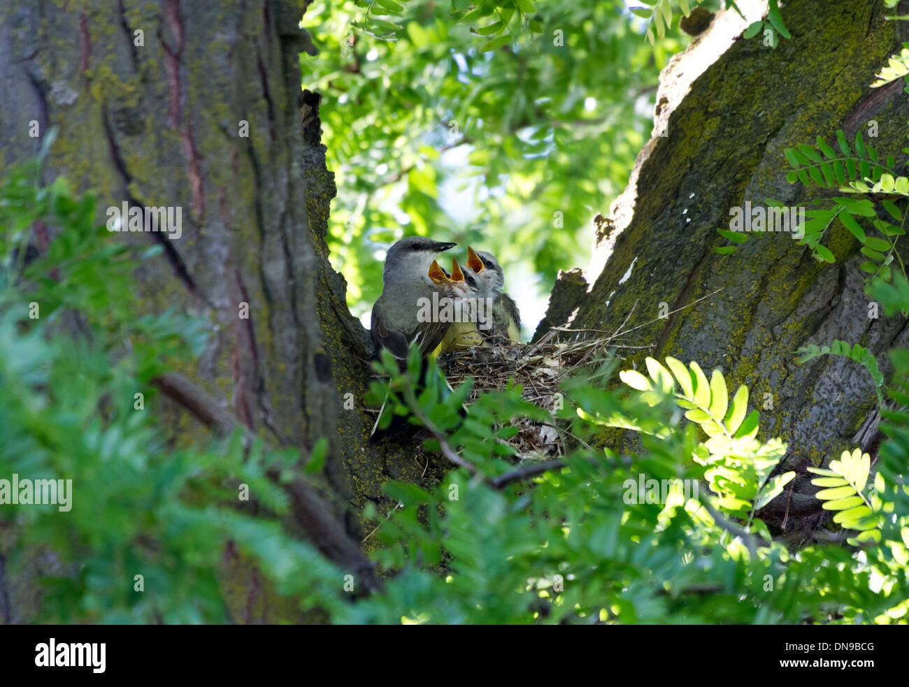 Western Kingbird and nest Stock Photo - Alamy