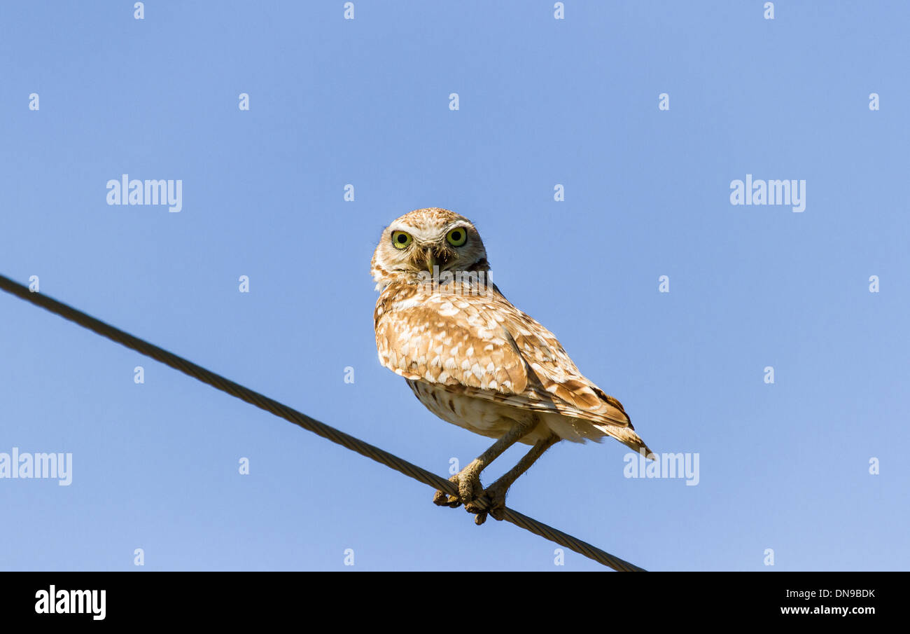 Burrowing Owl and blue sky Stock Photo - Alamy