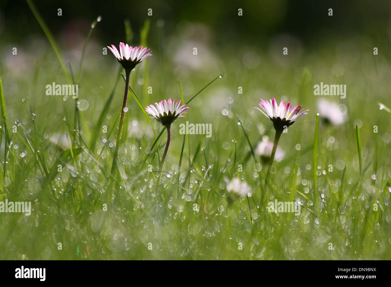 Daisy in the early morning hi-res stock photography and images - Alamy
