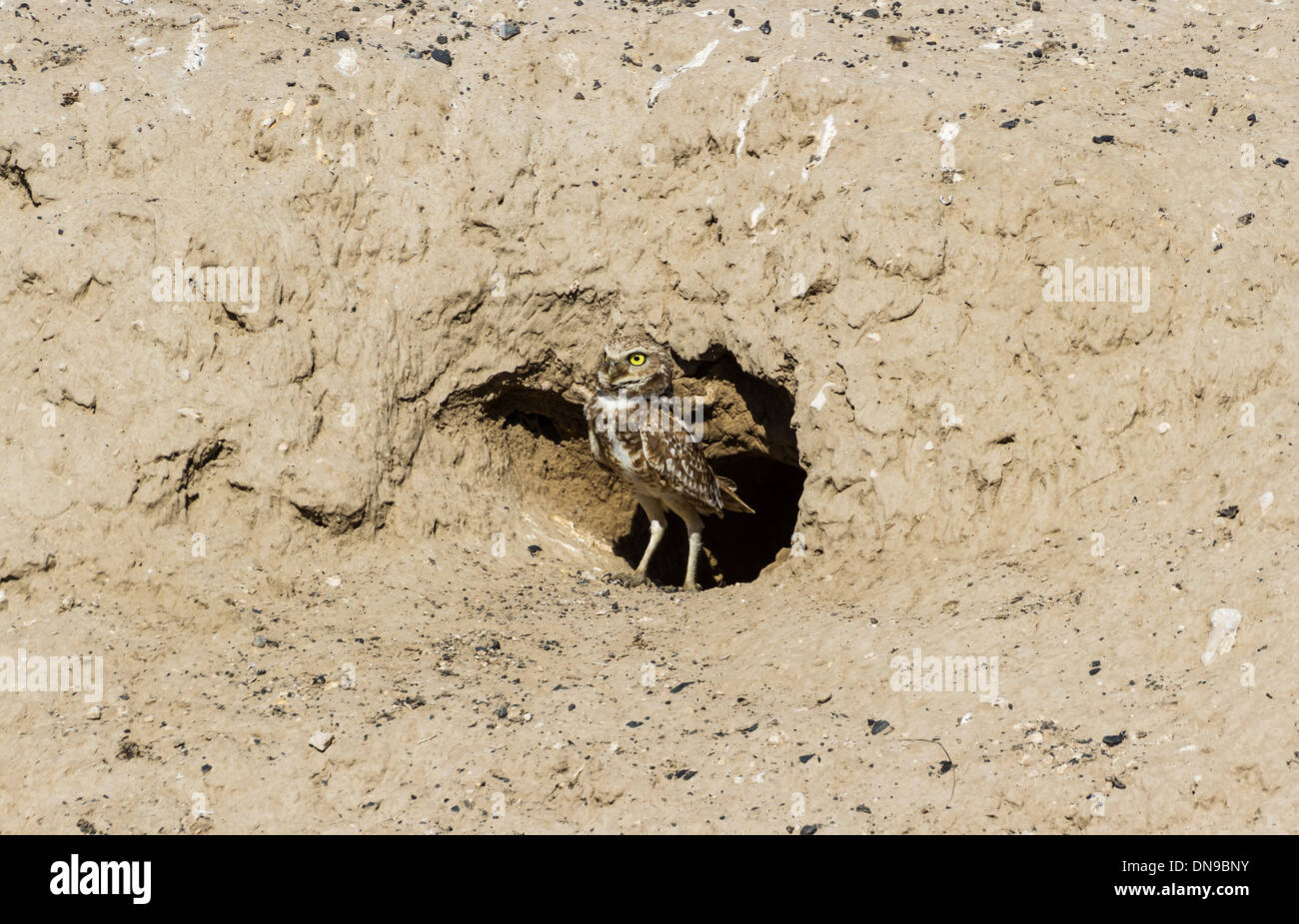 Burrowing Owl, Bird of Prey Stock Photo - Alamy