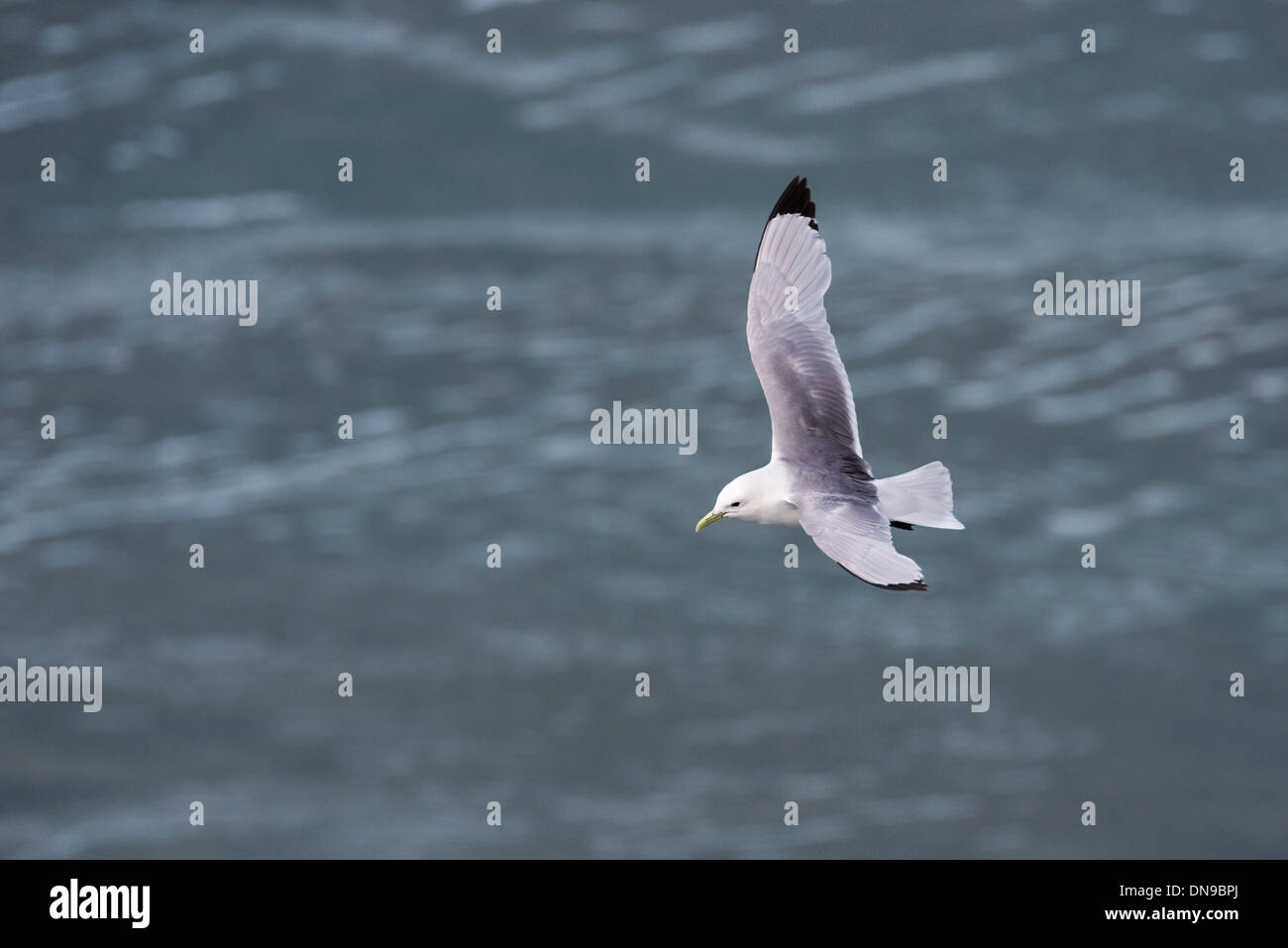 Kittiwake flying hi-res stock photography and images - Alamy