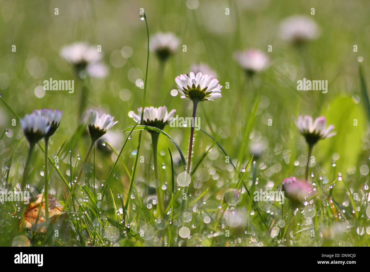 Daisy in the early morning hi-res stock photography and images - Alamy