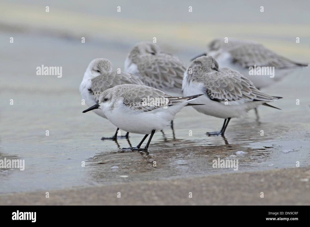 Sanderling (Calidris alba), in winter plumage. Roost of birds at high ...