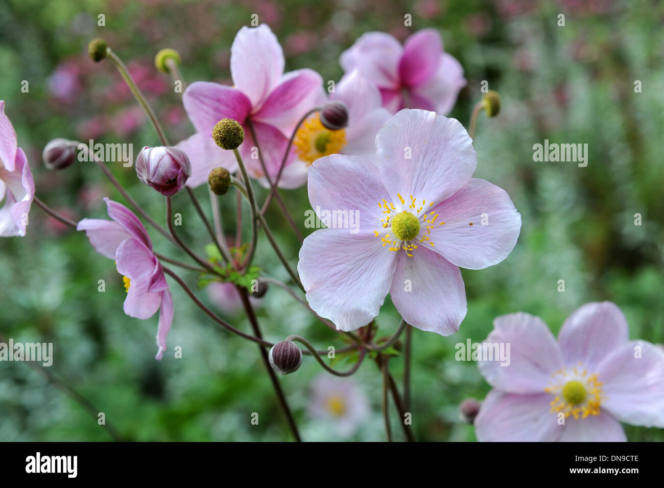 Pink Japanese Anemone flowers Anemone hupehensis Stock Photo - Alamy