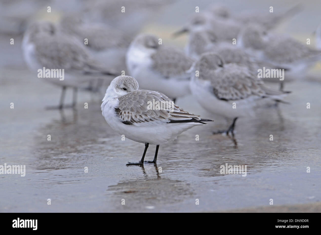 Sanderling (Calidris alba) in winter plumage. Roost of birds at high ...