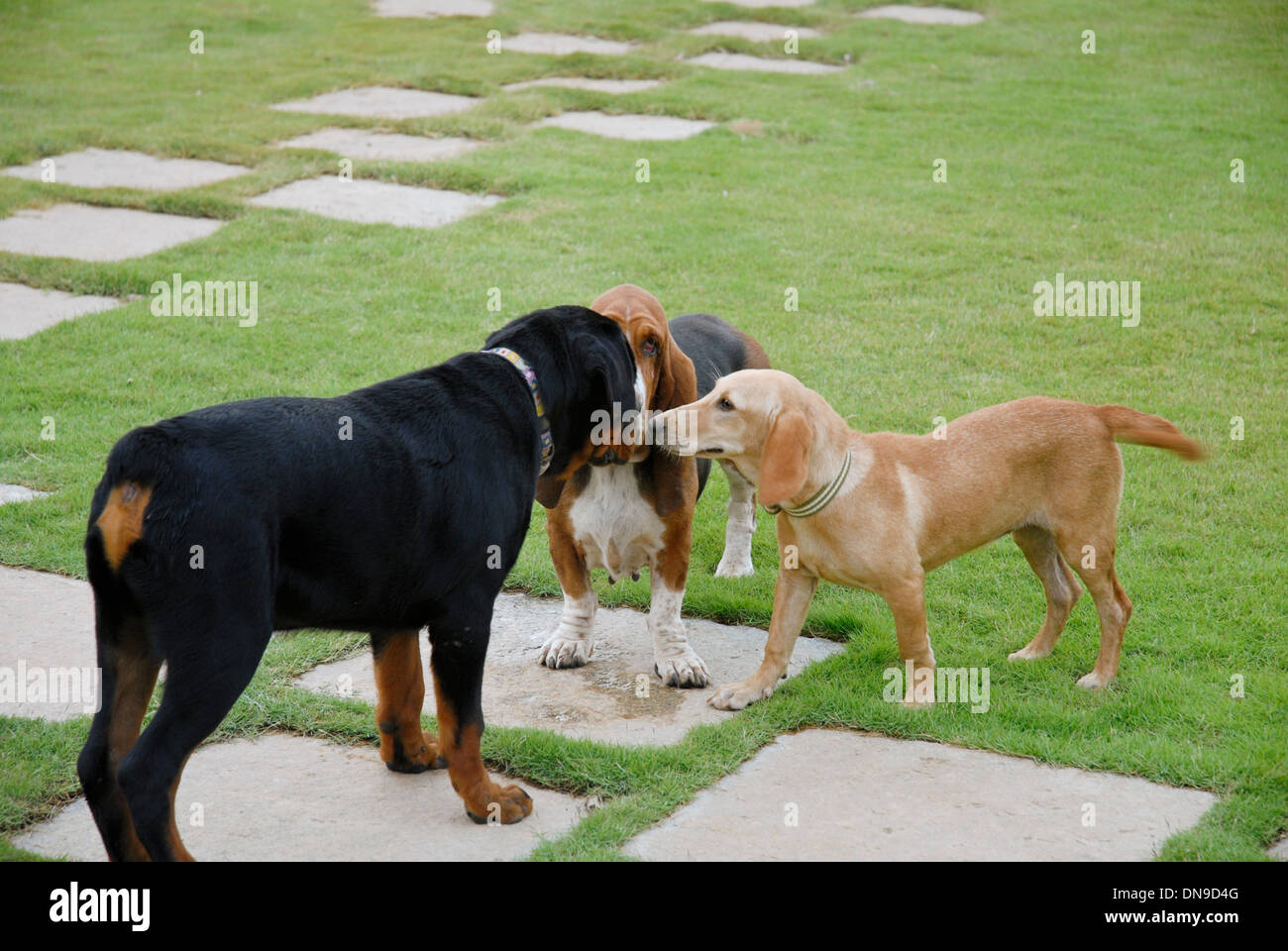 Labrador rottweiler hi-res stock photography and images - Alamy