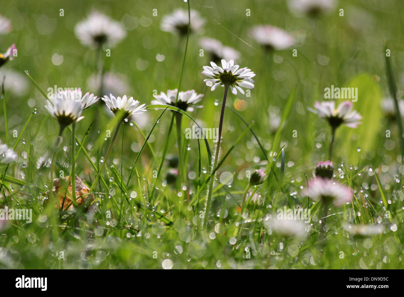 Daisy in the early morning hi-res stock photography and images - Alamy