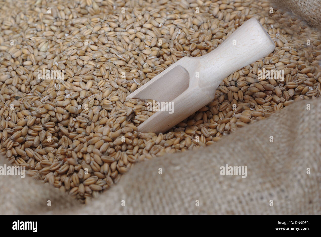 bag with wheat's grain and scoop Stock Photo - Alamy
