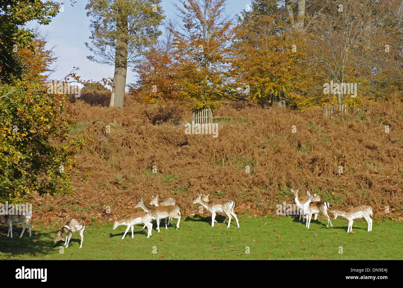 Knole Park Golf Club - View of Deer and bracken on the 15th Hole with ...