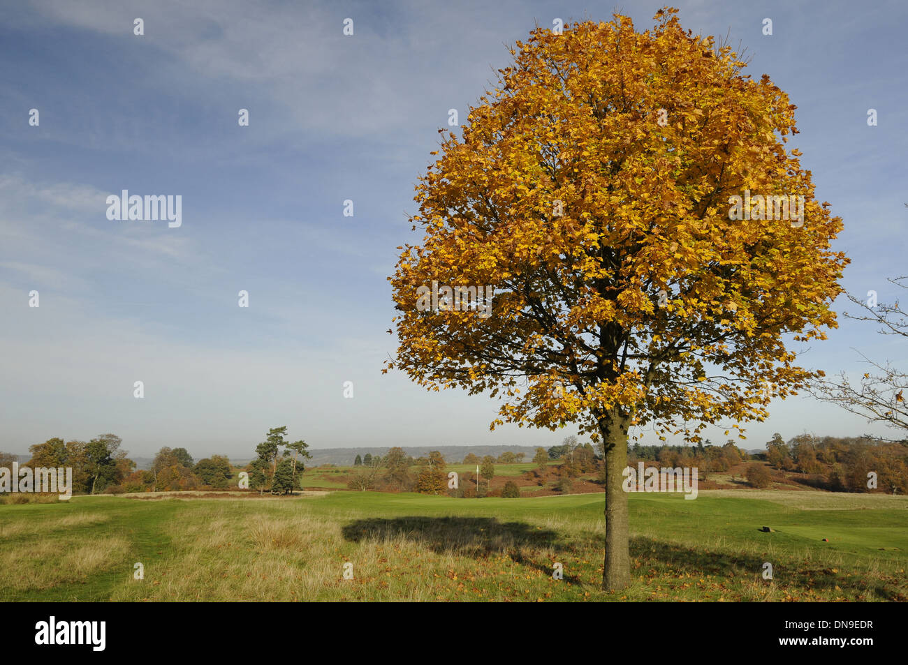 Knole park hi-res stock photography and images - Alamy