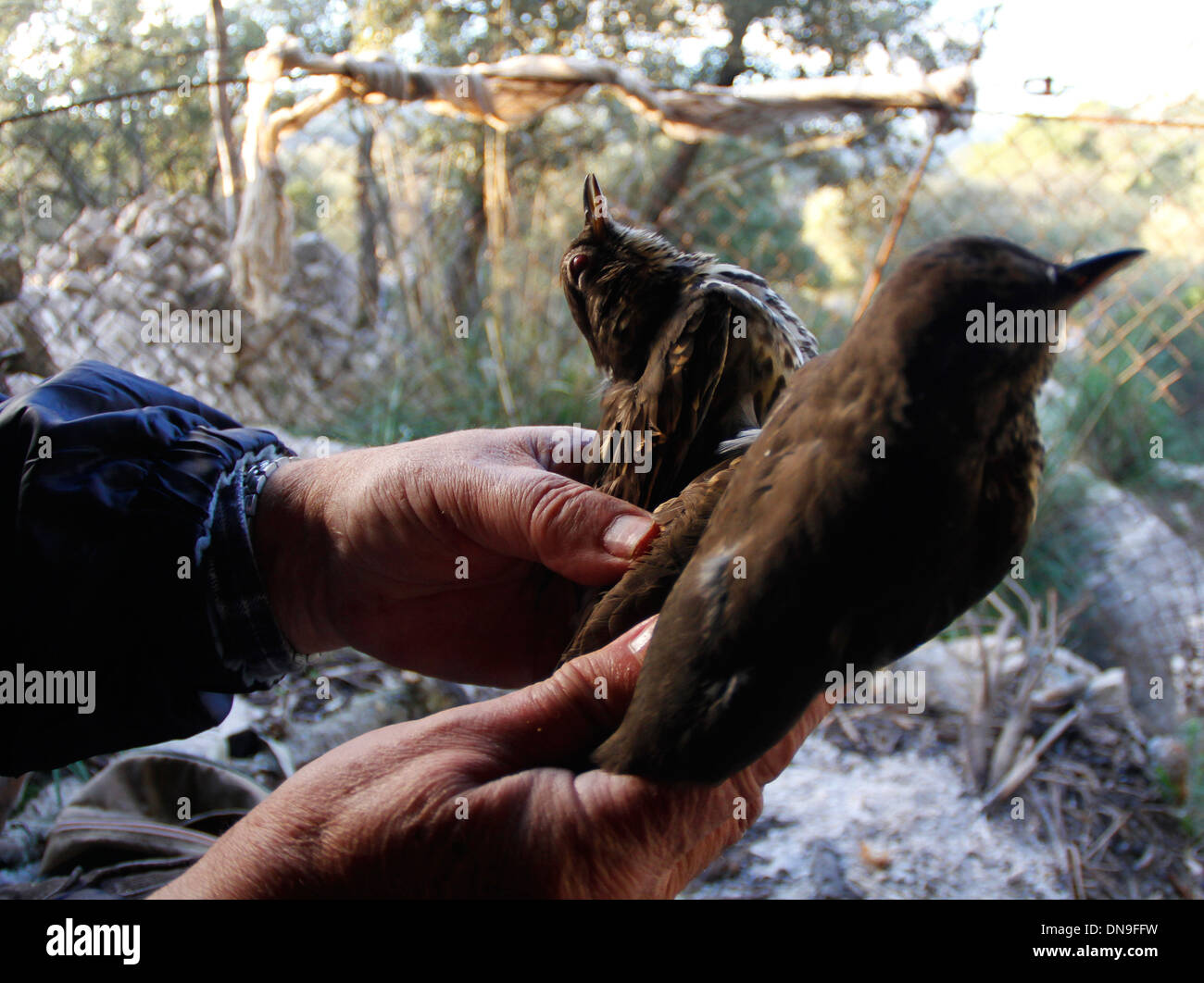 Here he is on his way up after the fall hi-res stock photography and ...