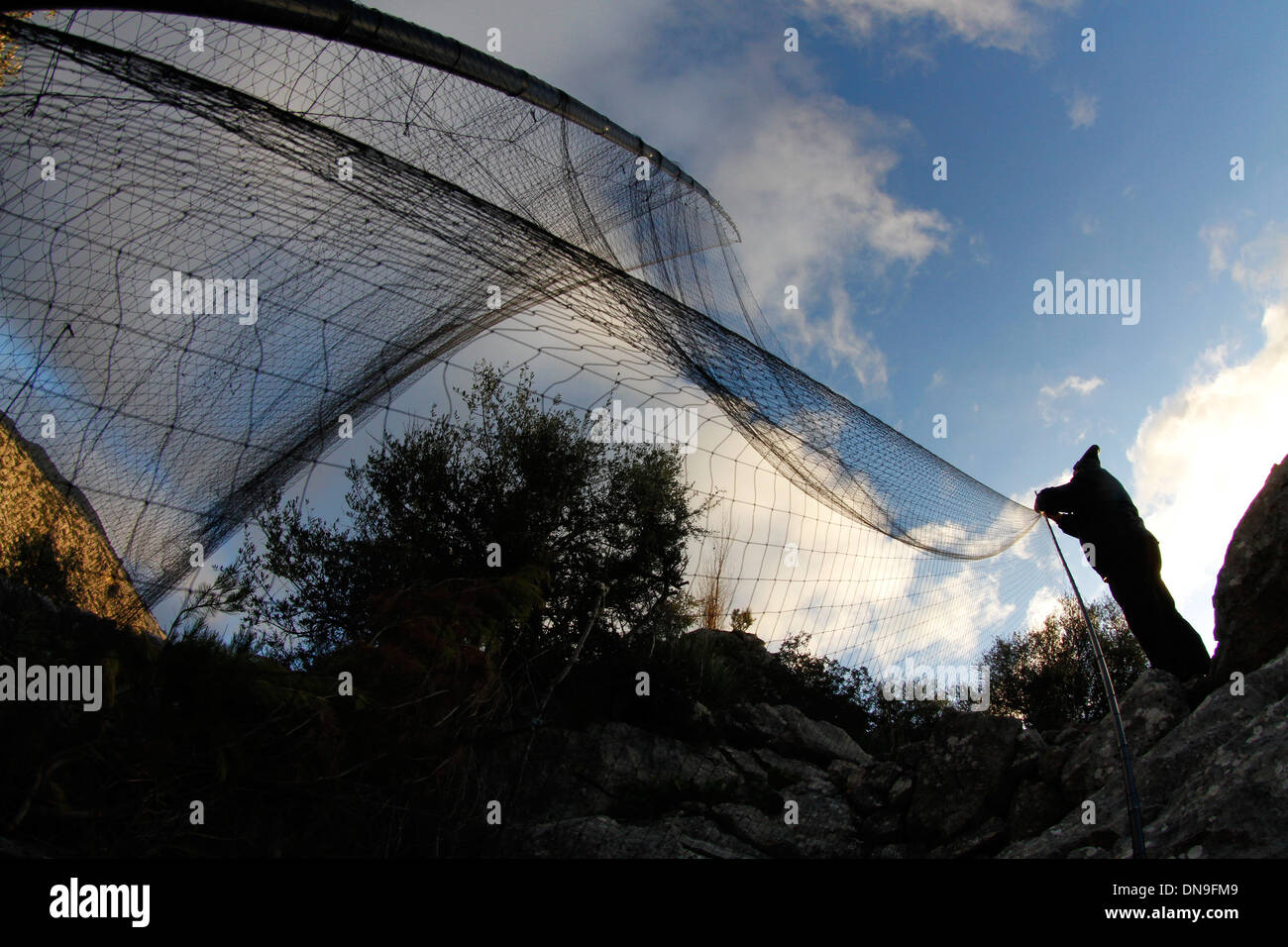 Hunting with net hi-res stock photography and images - Alamy